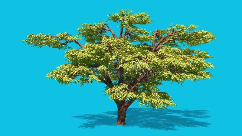 Tree Leaves Wind Blue Screen Shadows 3D Rendering Animation Stock Video ...