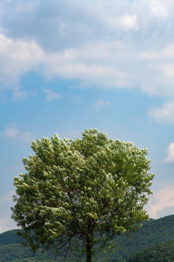 17,251 Sky Cloudy Wind Tree Stock Photos - Free & Royalty-Free Stock ...