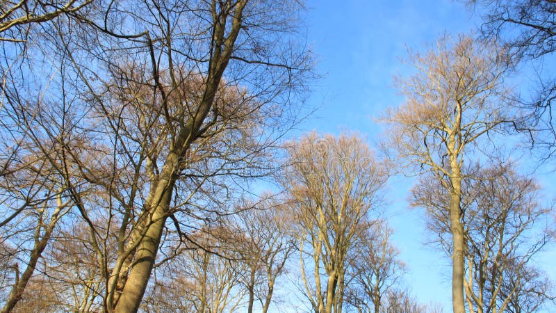 Tree without Leaves in Winter Stock Photo - Image of colorful, germany ...