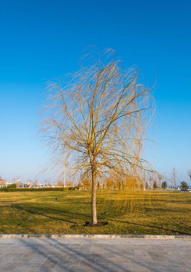 Tree without Leaves during the Winter Months Stock Image - Image of ...