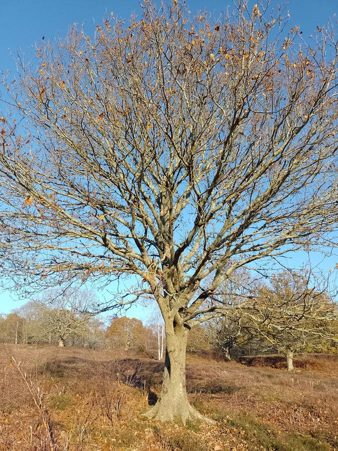 Tree without Leaves, Winter Tree, Moorland, Tree, Insect Decline Stock ...