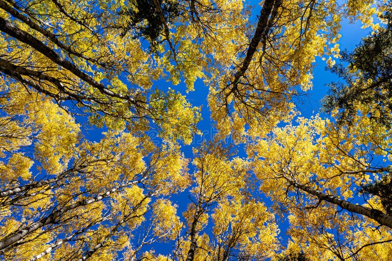 A Tree with Leaves that are Yellow and Blue Stock Image - Image of ...