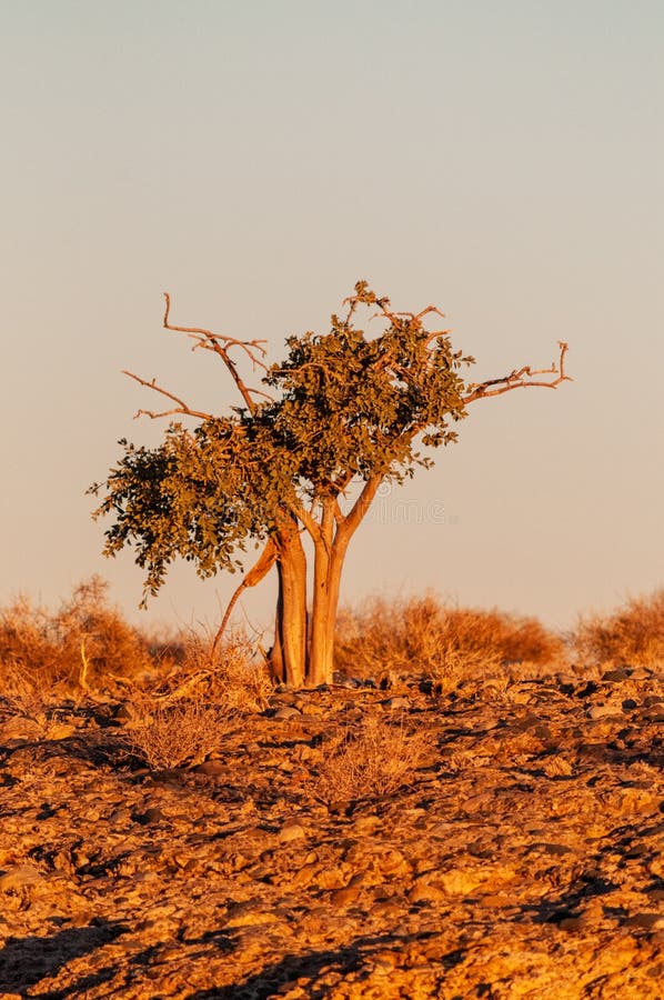 Tree on the Ledge of Sesriem Canyon Stock Image - Image of journey ...