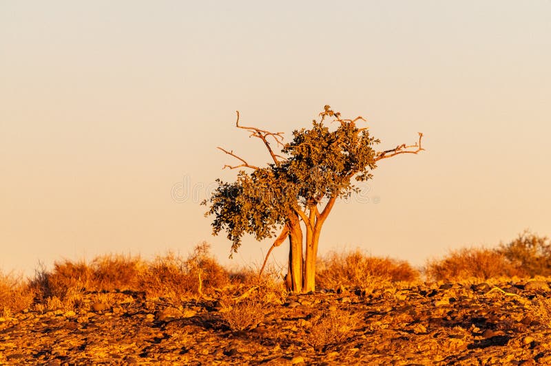 Tree on the Ledge of Sesriem Canyon Stock Photo - Image of light, abyss ...
