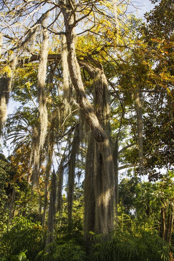 Tree with long hair. stock image. Image of ecosystem - 29835463