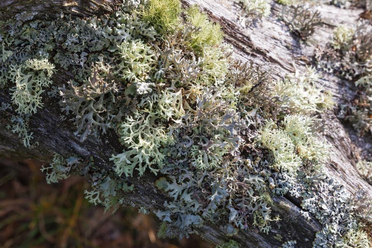 Tree with lichens stock photo. Image of beauty, plants - 288749610