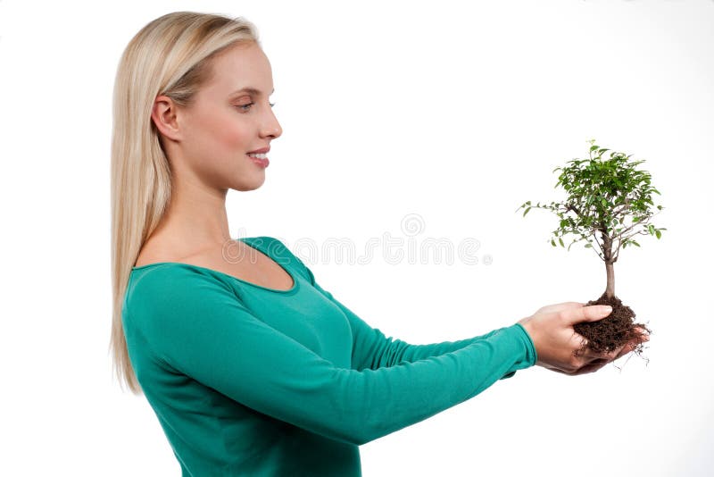 Tree of life stock image. Image of holding, plant, life - 12163277