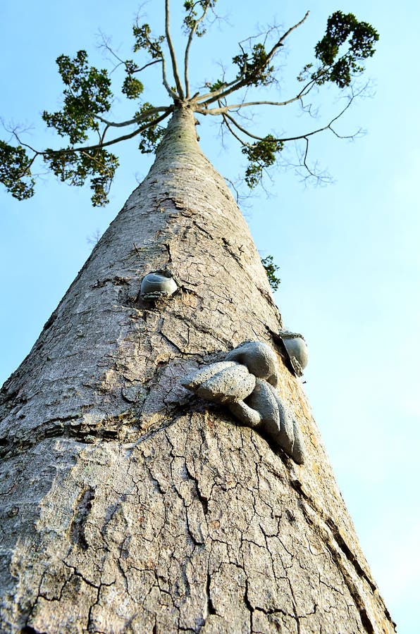Tree of life stock photo. Image of nose, tree, life, plant - 25074224