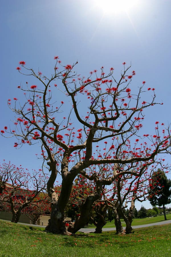Tree of Life stock photo. Image of bloom, plant, branches - 46146