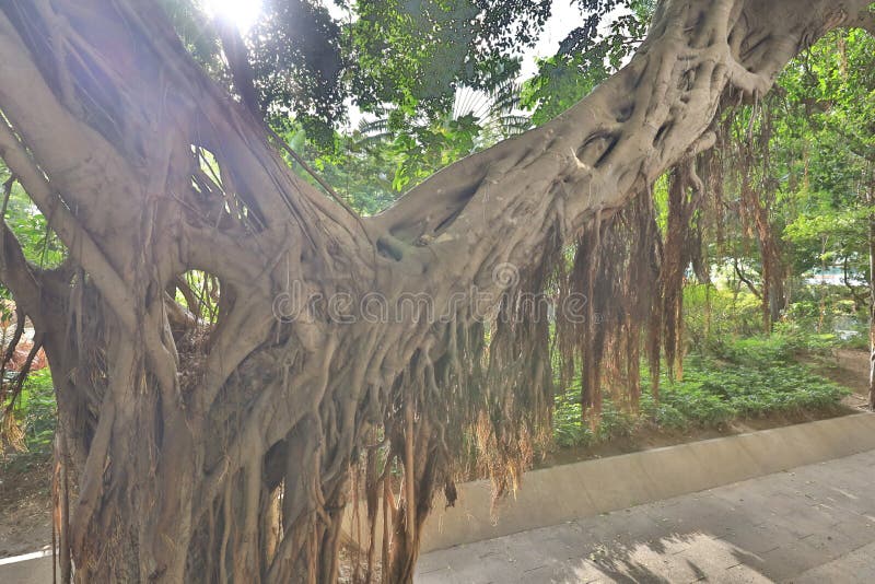 A Tree of Life, Amazing Banyan Tree 18 June 2021 Stock Image - Image of ...