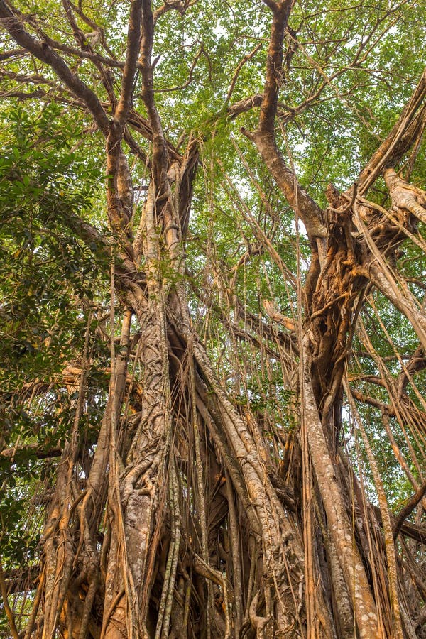 Tree Of Life, Amazing Banyan Tree Stock Image - Image of branch, asia ...