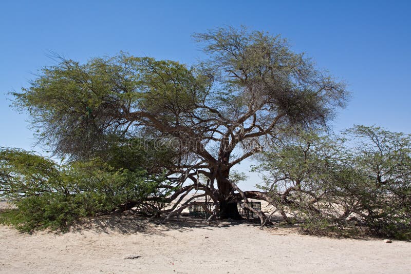 Tree of life Bahrain stock image. Image of tree, tamarisk - 14315719