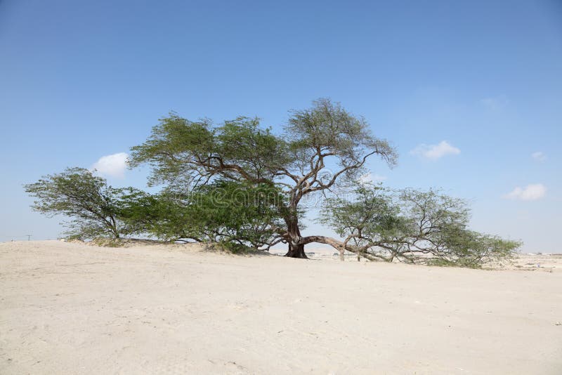 The Tree of Life in Bahrain Stock Photo - Image of travel, dukhan: 36535418