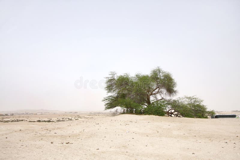 Tree of Life in Bahrain, a 400 Year-old Tree Stock Image - Image of ...
