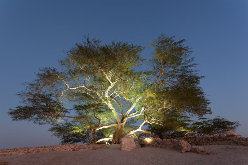 Tree of Life, Bahrain stock photo. Image of illuminated - 64397058