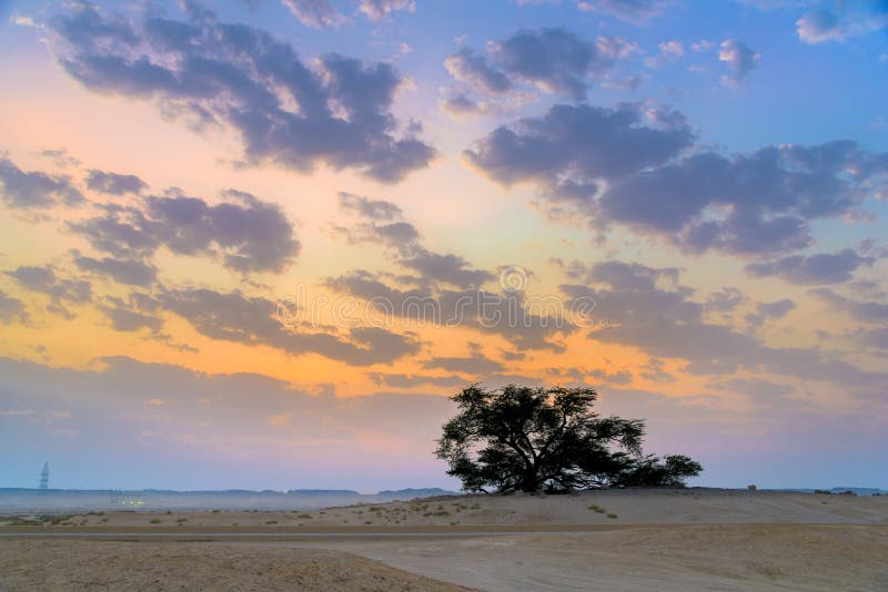 Tree of Life in Bahrain in Landscape Format Stock Image - Image of ...
