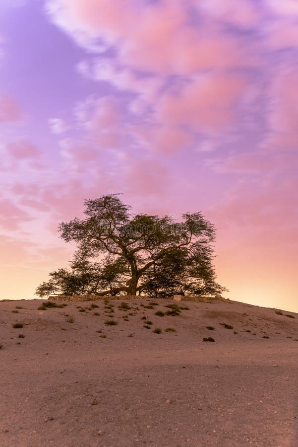 Tree of Life in Bahrain in Portrait Style Stock Photo - Image of shade ...