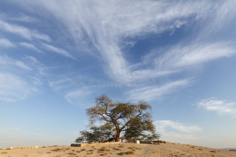 Tree of life, bahrain stock image. Image of mesquite - 62979089