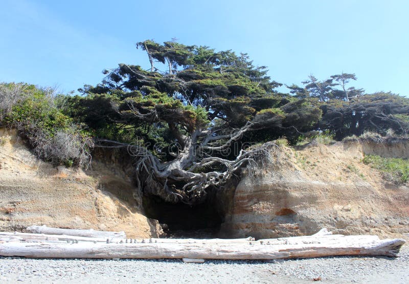 Tree of Life stock image. Image of cliff, branches, beach - 98536183