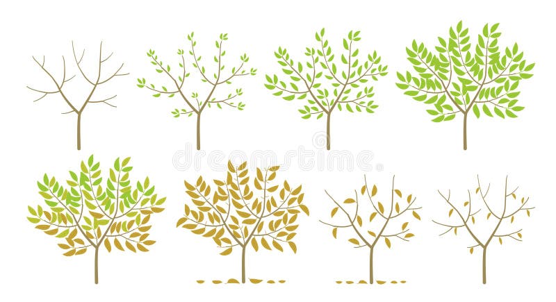 Tree Foliage Seasons Change. the Process of Withering. Vector ...