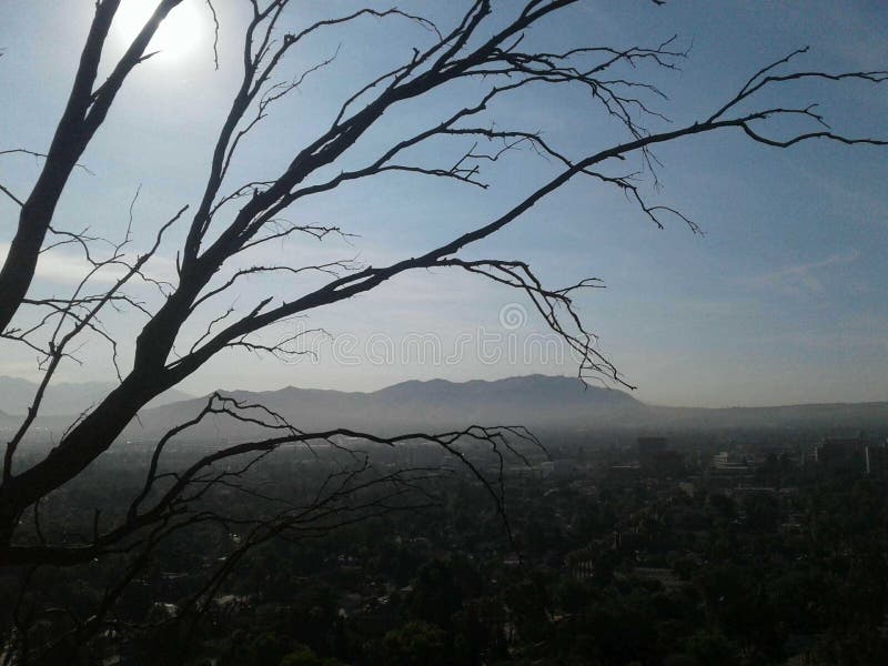 The Tree of Life the only Dead Tree Around Lol it Must Be Lonely Stock ...