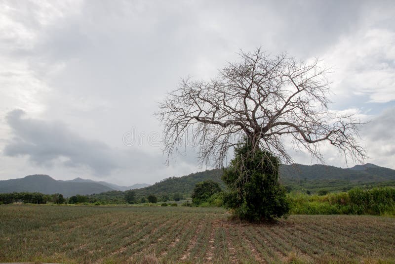 Tree of Life and Death stock image. Image of life, withered - 59060055