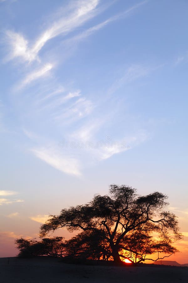 Tree of Life on Dramatic Clouds during Sunset, Bahrain Stock Photo ...