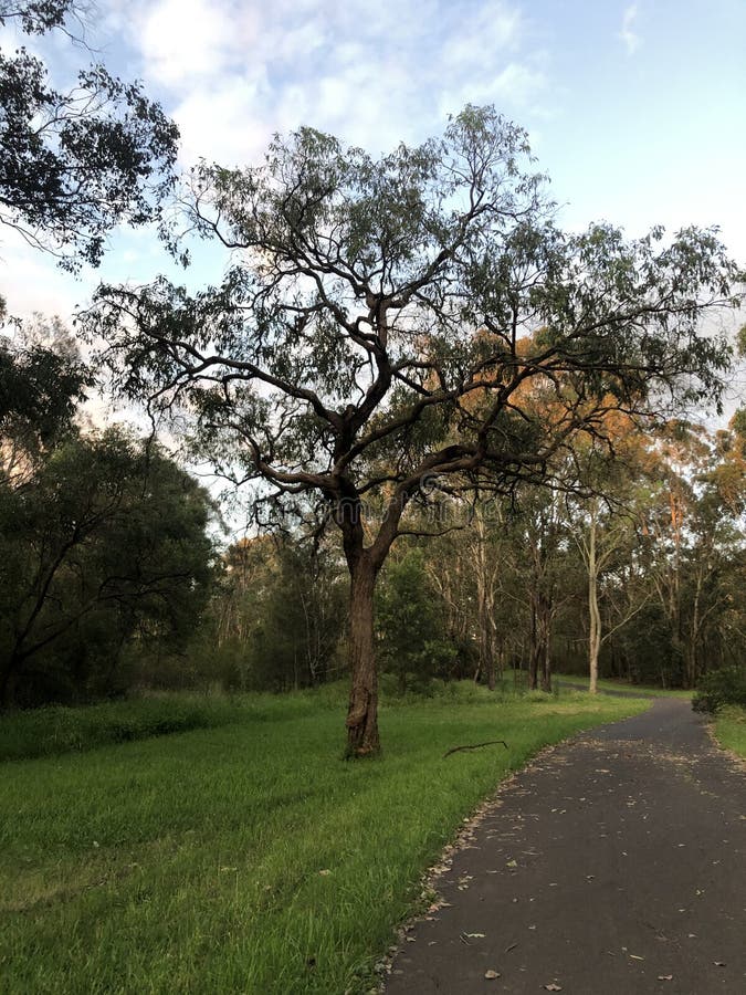 Tree of Life stock photo. Image of cloud, scenic, lansdowne - 261737274