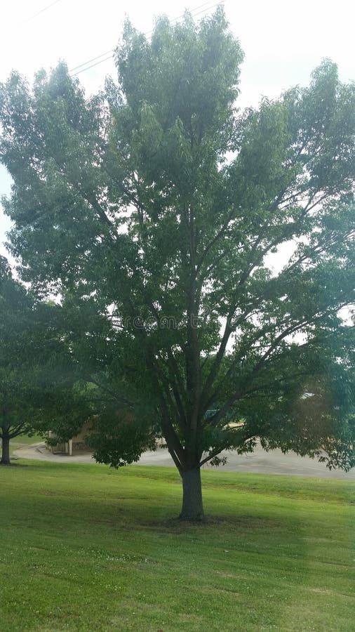 Tree of Life stock photo. Image of front, life, tree - 72218770