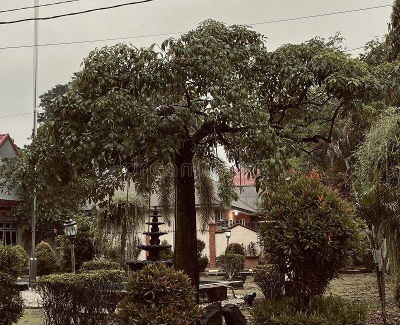 Tree of Life for the Future Stock Photo - Image of oxygen, future ...