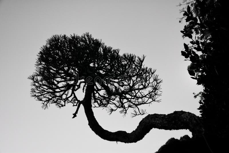Growing Sideways stock photo. Image of bushes, blow, bent - 278104