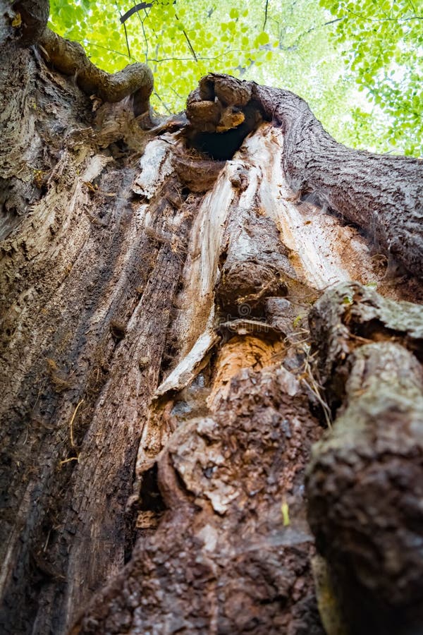 Tree of Life stock photo. Image of outside, trunk, wilderness - 55565728