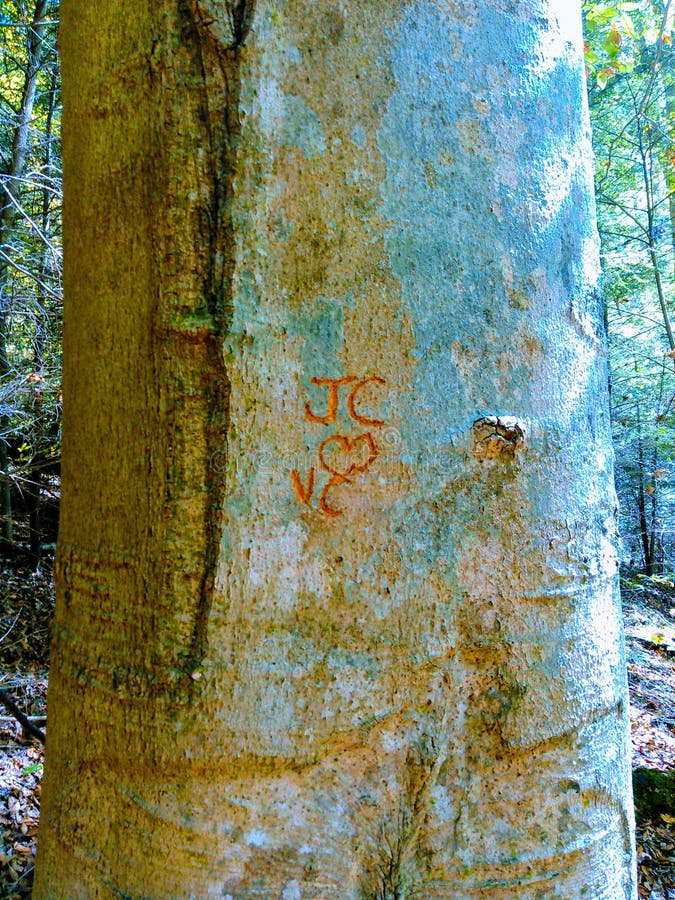 Tree of Life and Hope of a Little Future Stock Photo - Image of future ...