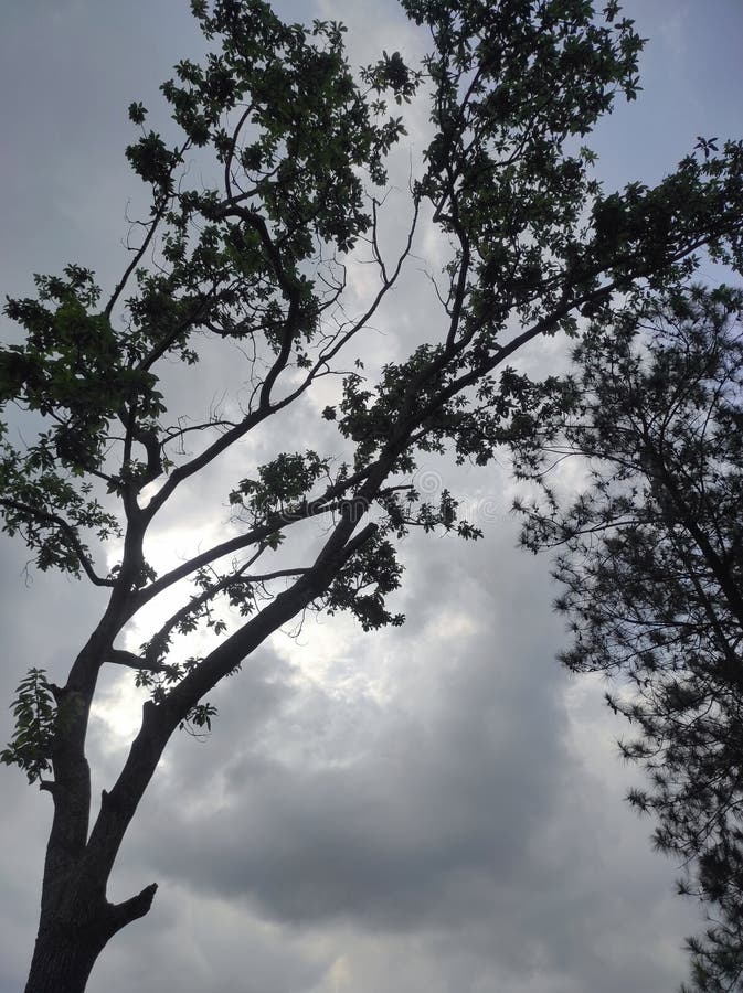 The Tree of Life in the Land, Reflects Tranquility Stock Photo - Image ...