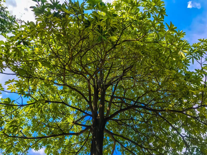 Tree of life. stock photo. Image of branch, summer, environment - 129554966