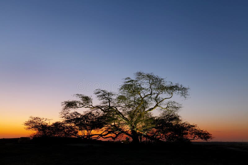 Tree of Life and Lighting in Blue Hours, HDR Stock Photo - Image of ...