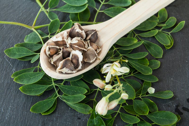 The Tree Of Life-Moringa Oleifera Medicinal Plant Stock Image - Image ...