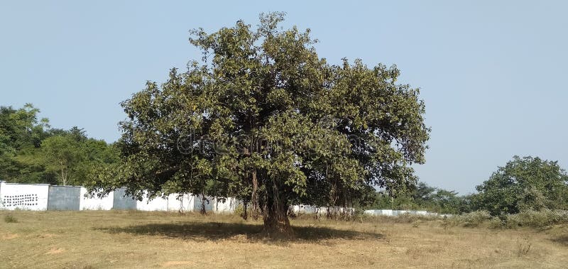 Tree is Life People and Life is Invirment Stock Photo - Image of ...