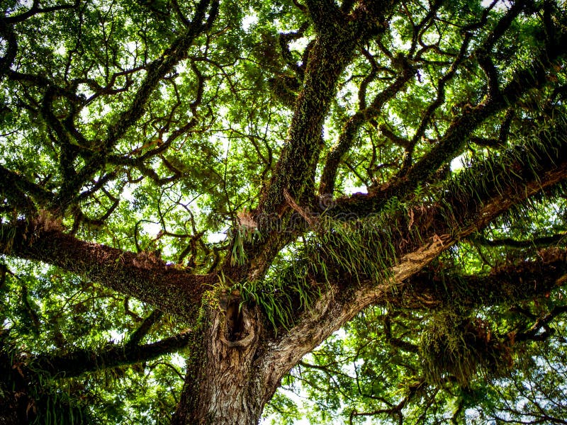 Tree of life stock photo. Image of leaf, leaves, branches - 128424548