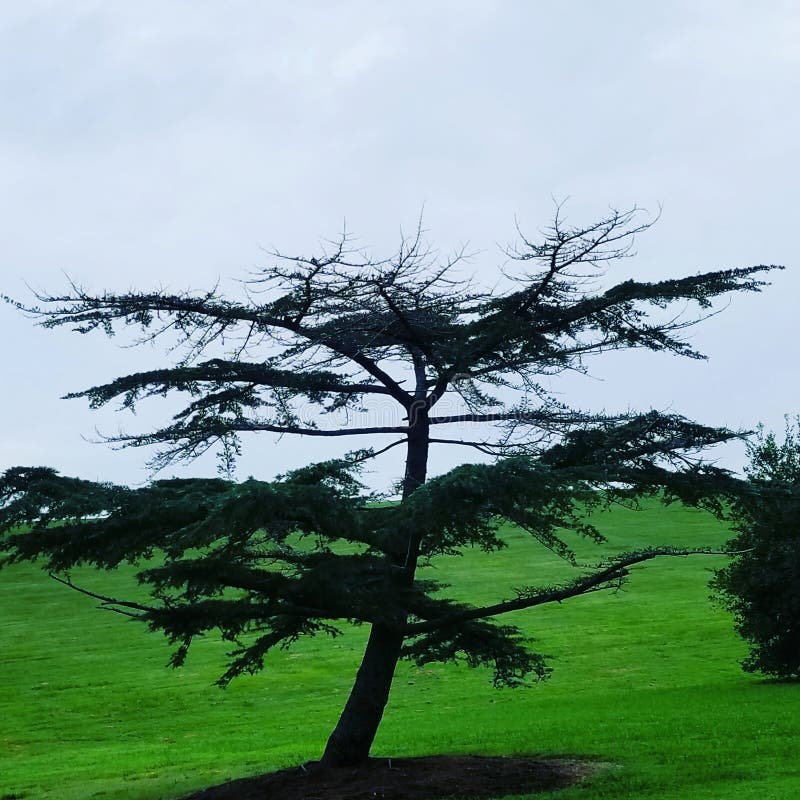 The tree of life stock photo. Image of grow, life, tree - 107585014