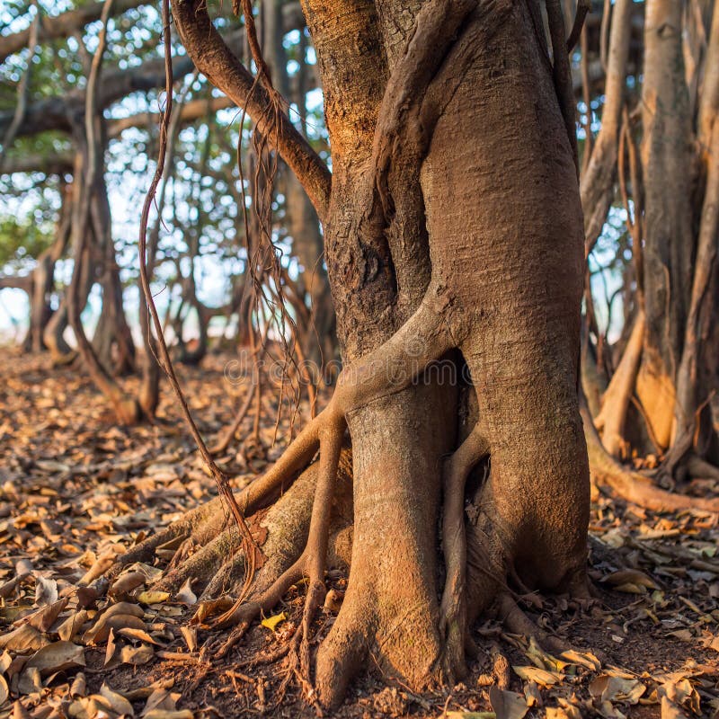 Tree of Life, Roots of the Banyan Tree Stock Photo - Image of landscape ...