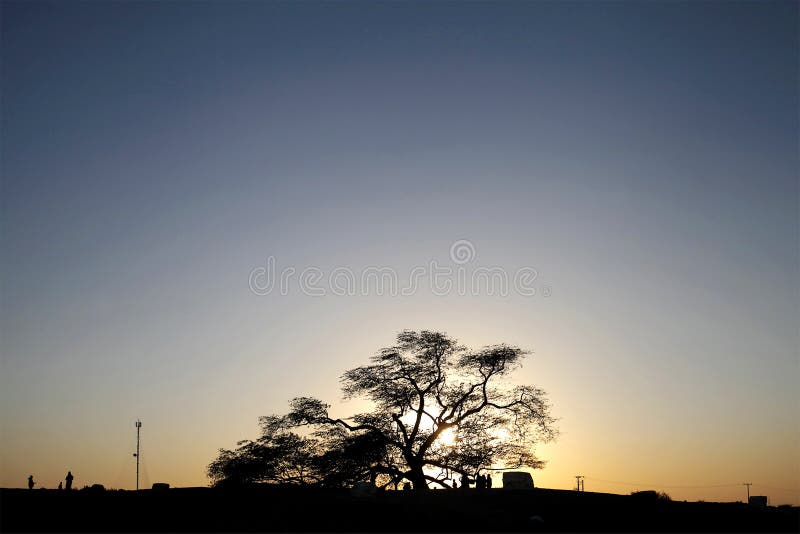 Tree of Life at Sunset Bahrain Stock Photo - Image of deep, green: 68520530