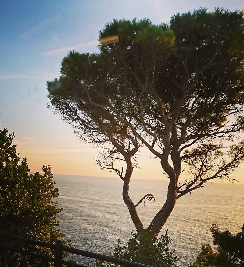 Tree of life stock image. Image of light, sunset, life - 87881917