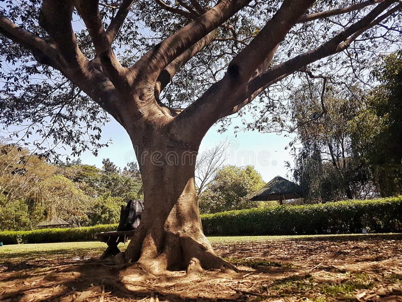 Tree of Life stock image. Image of environment, tree - 101958555