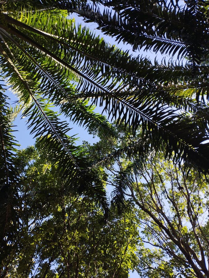 The Tree of Life is Very Much Needed Stock Image - Image of needed ...