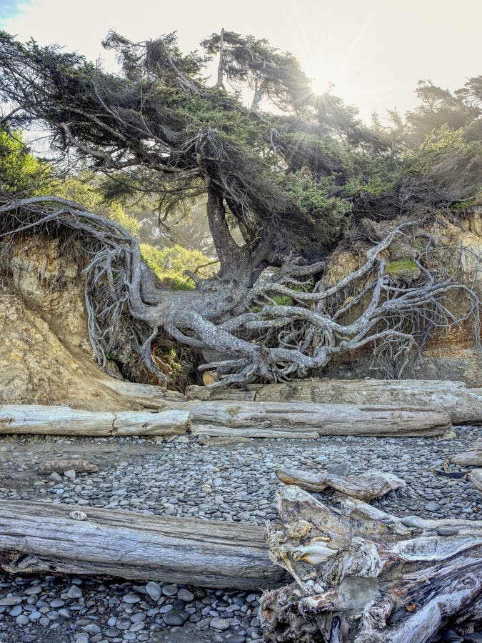 Tree of Life in Washington stock image. Image of northwest - 382288937