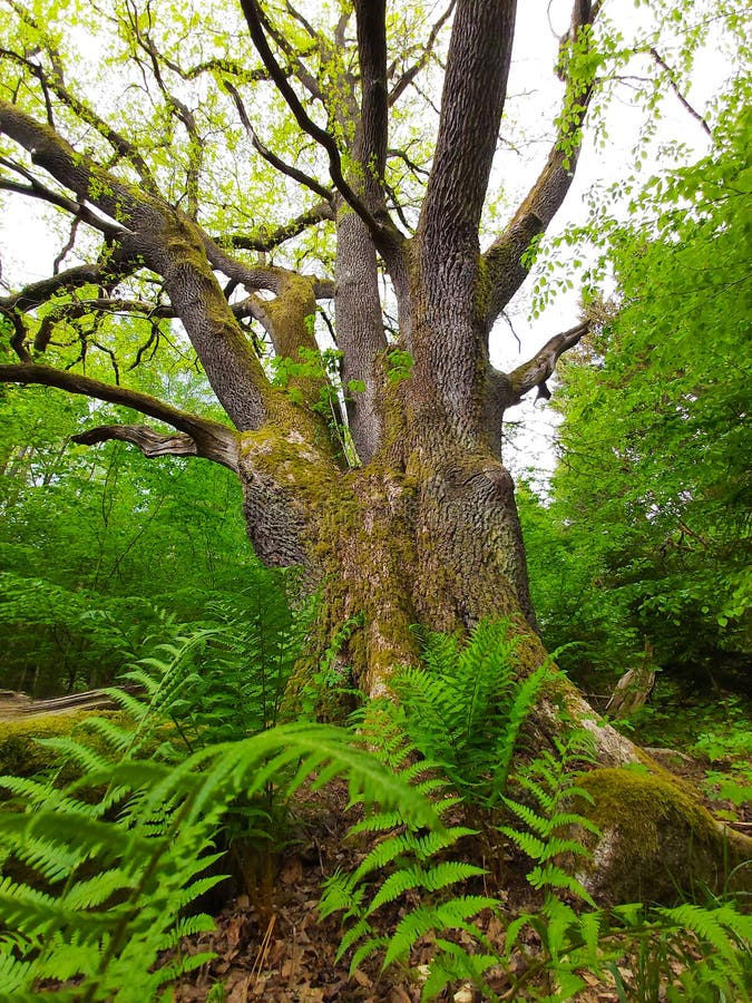 Old Memorable Oak Tree in the Forest Stock Image - Image of yggdrasil ...
