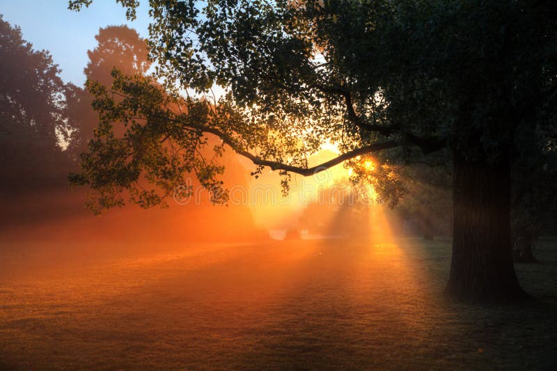 Tree of light, Burst of light from behind a tree on a foggy morning on ...