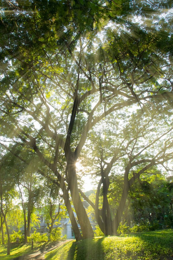 Tree light back stock image. Image of spring, beautiful - 64658115