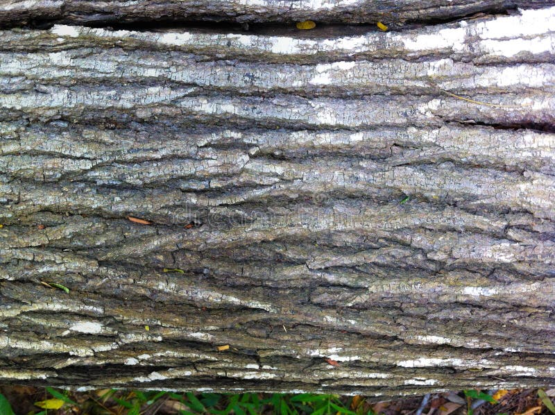 The tree is light brown stock photo. Image of material - 104580460